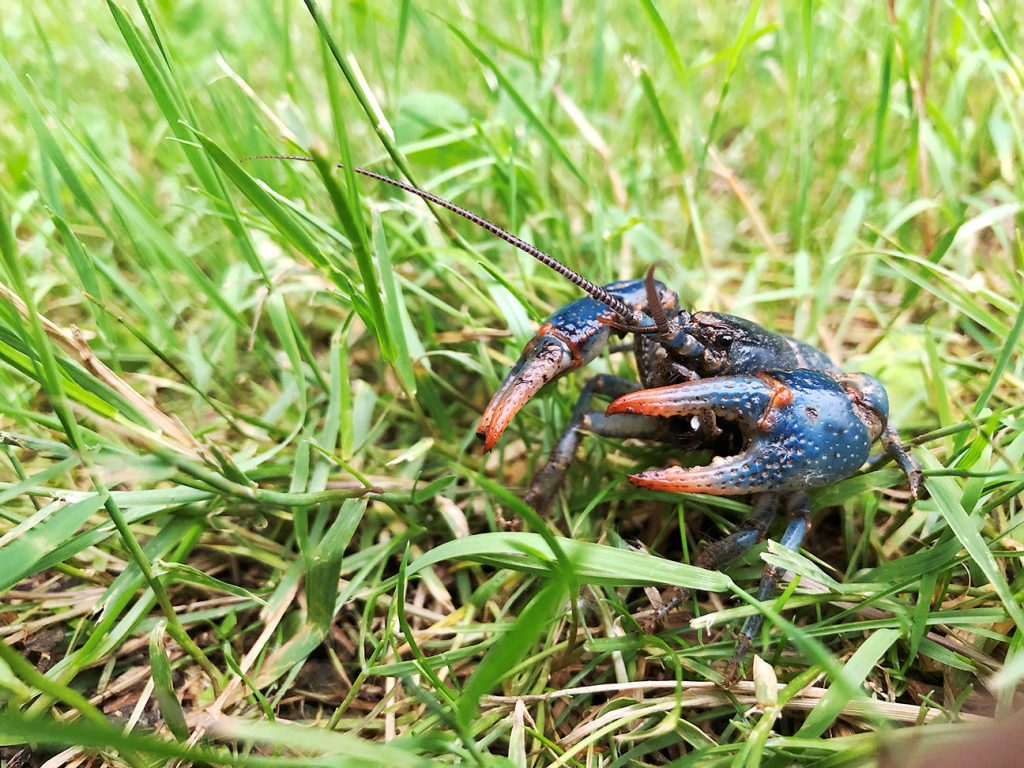 Uncommon Monongahela blue crayfish among burrowing species in region ...